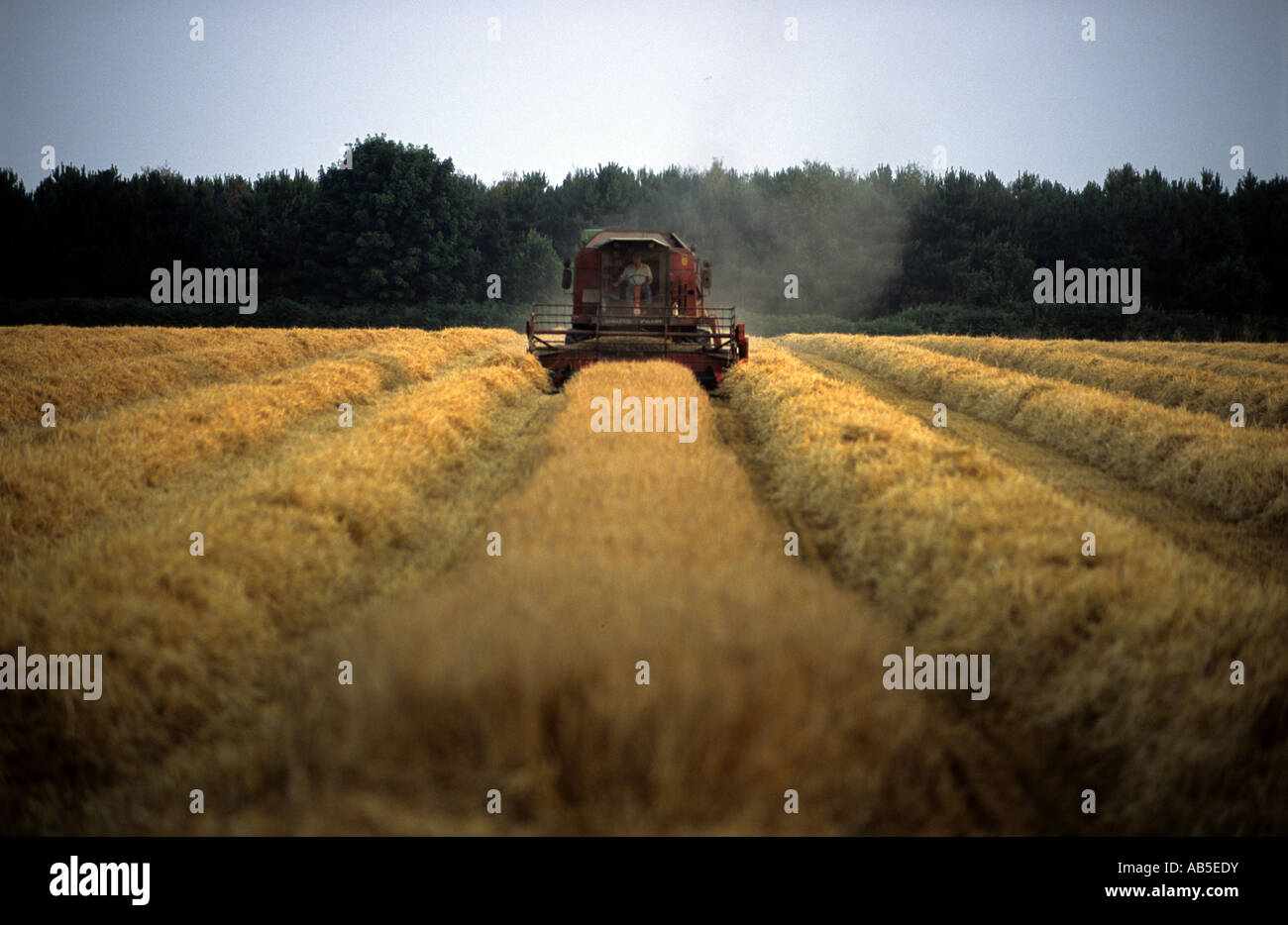 Combine harvester cutting wheat on a farm in Orford near Woodbridge ...