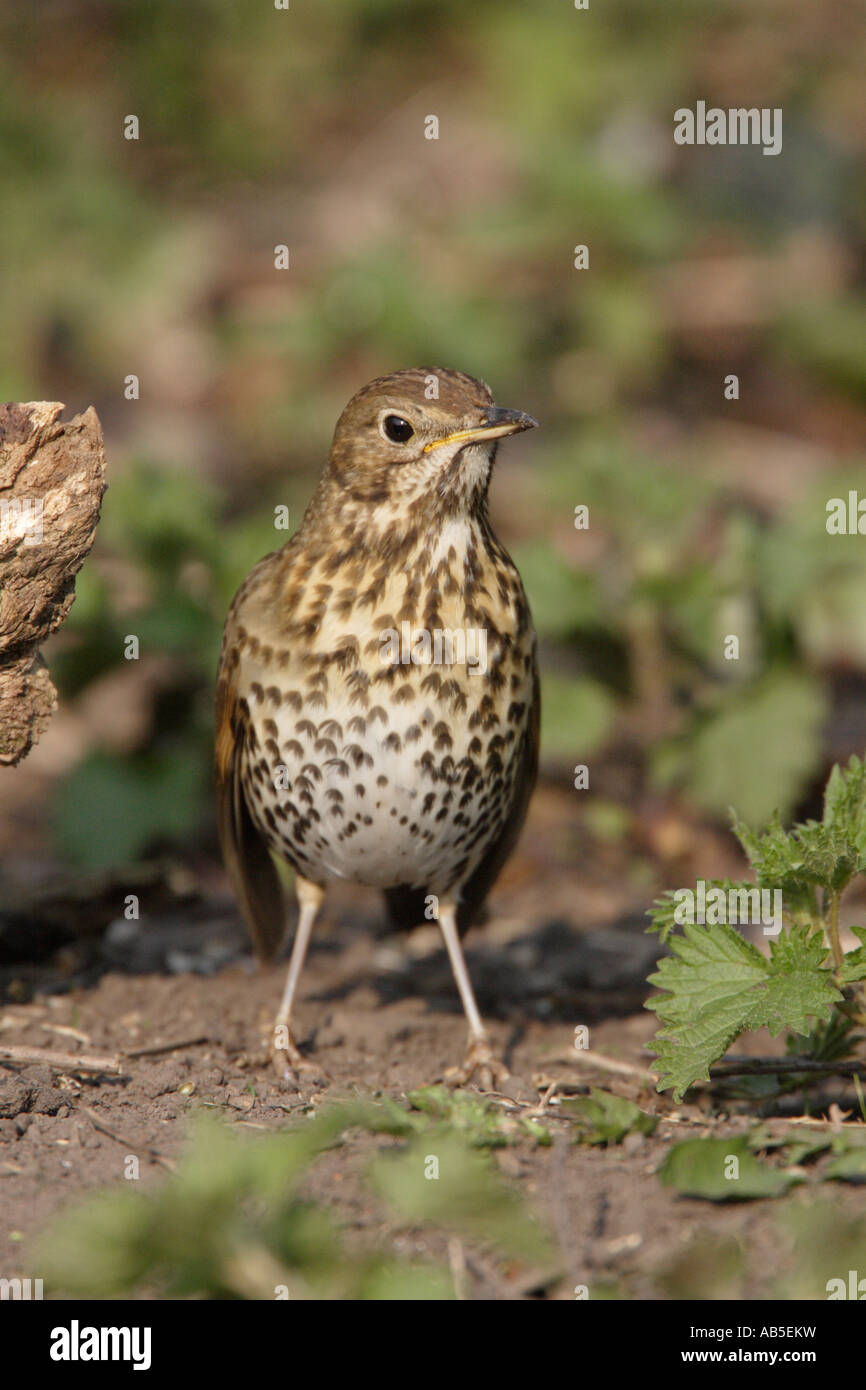 Song thrush bird uk hi-res stock photography and images - Alamy