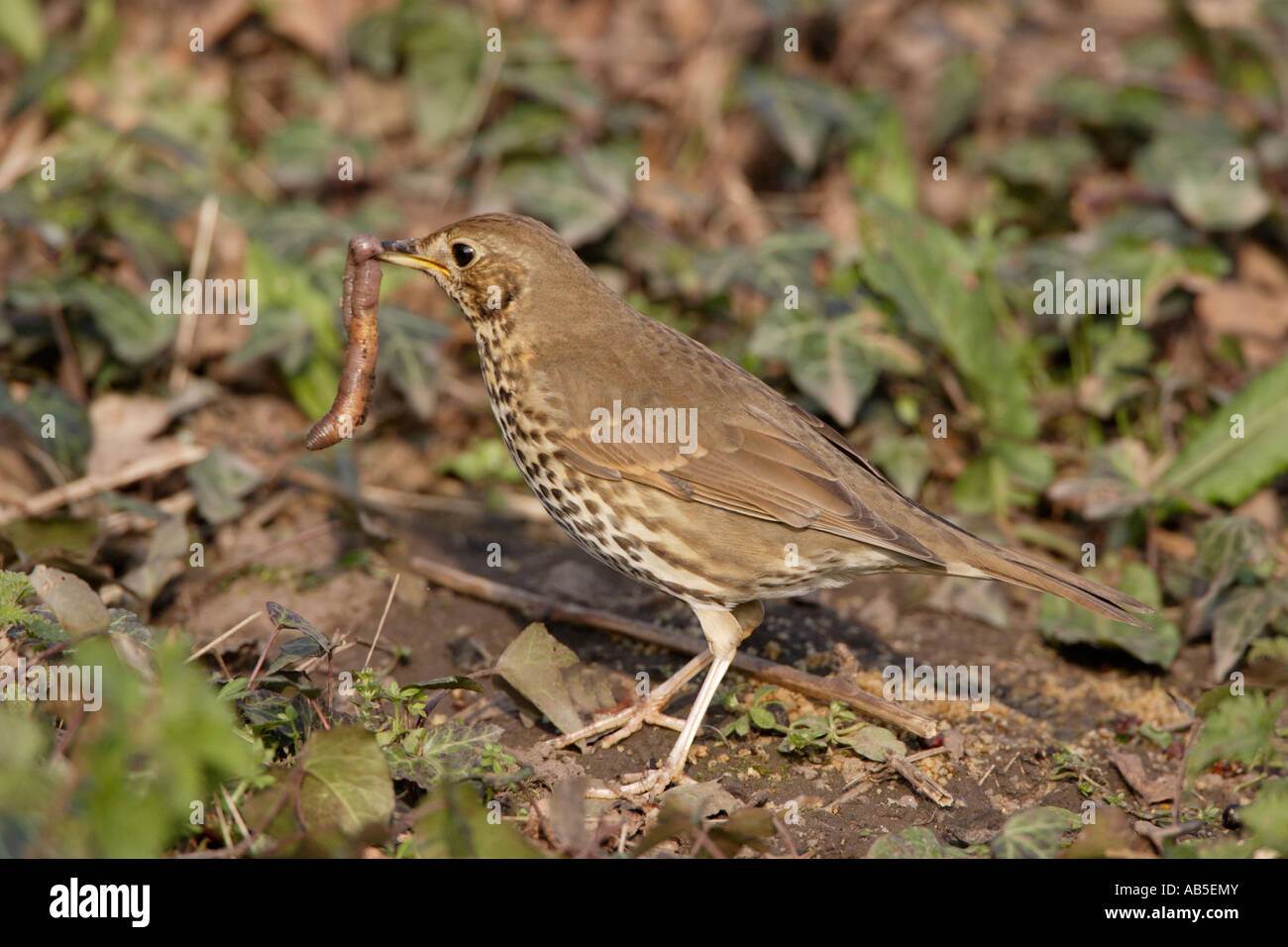 Thrush uk with worm hi-res stock photography and images - Alamy