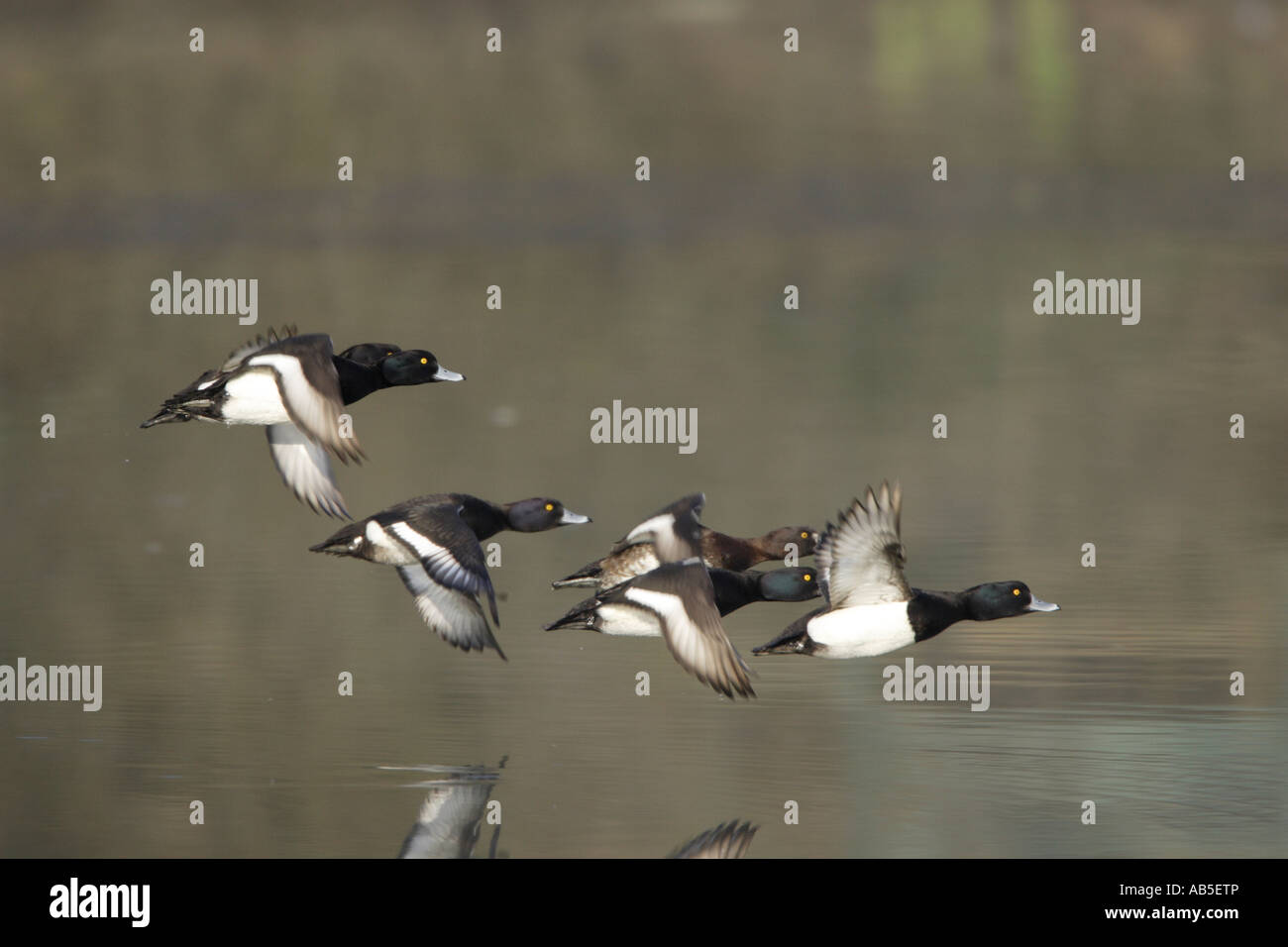 Flock of Tufted Ducks in Flight Stock Photo - Alamy