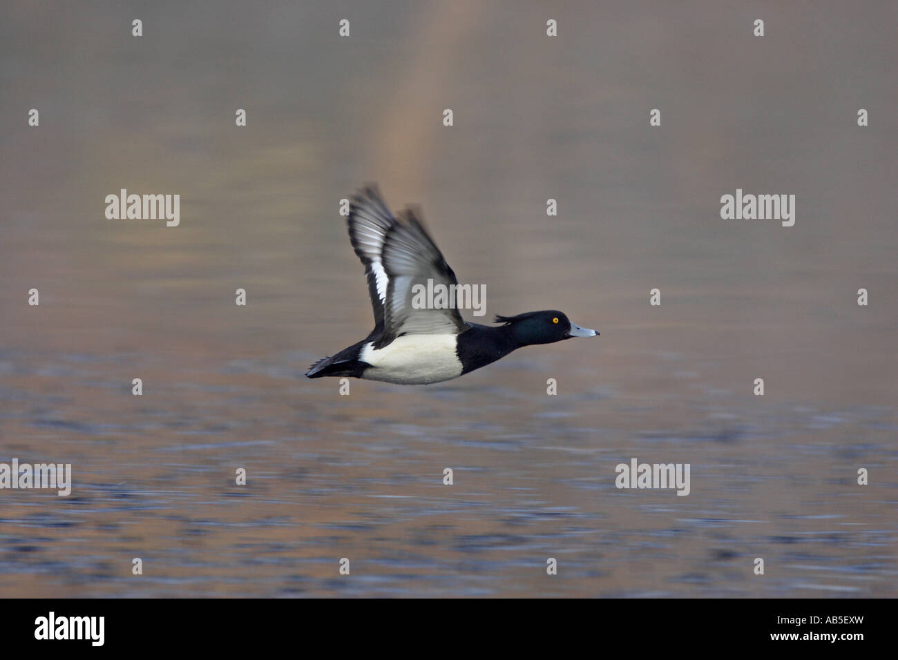 Male Tufted Duck in Flight Stock Photo - Alamy