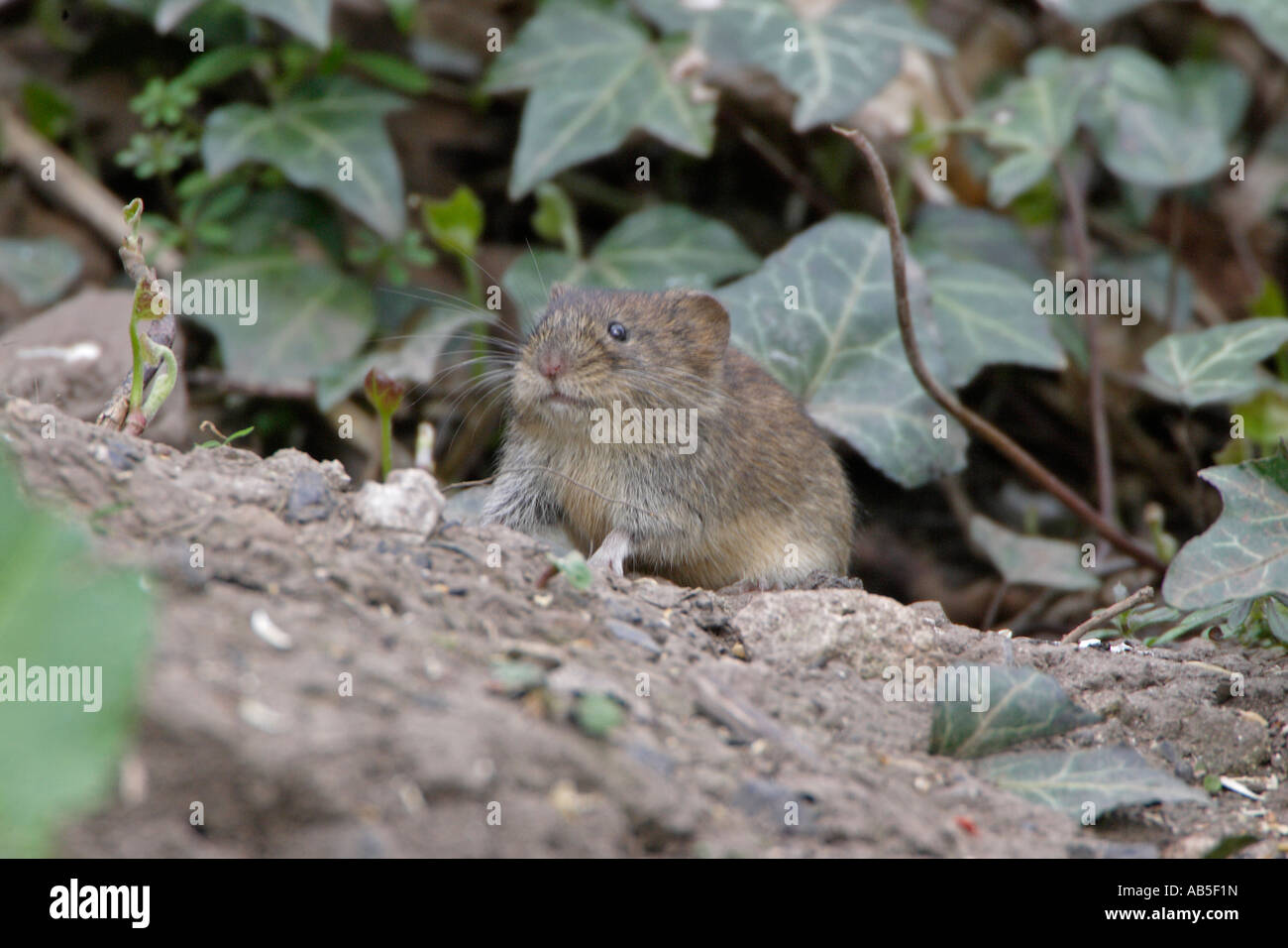 Short Tailed Field Vole in Ivy Stock Photo - Alamy