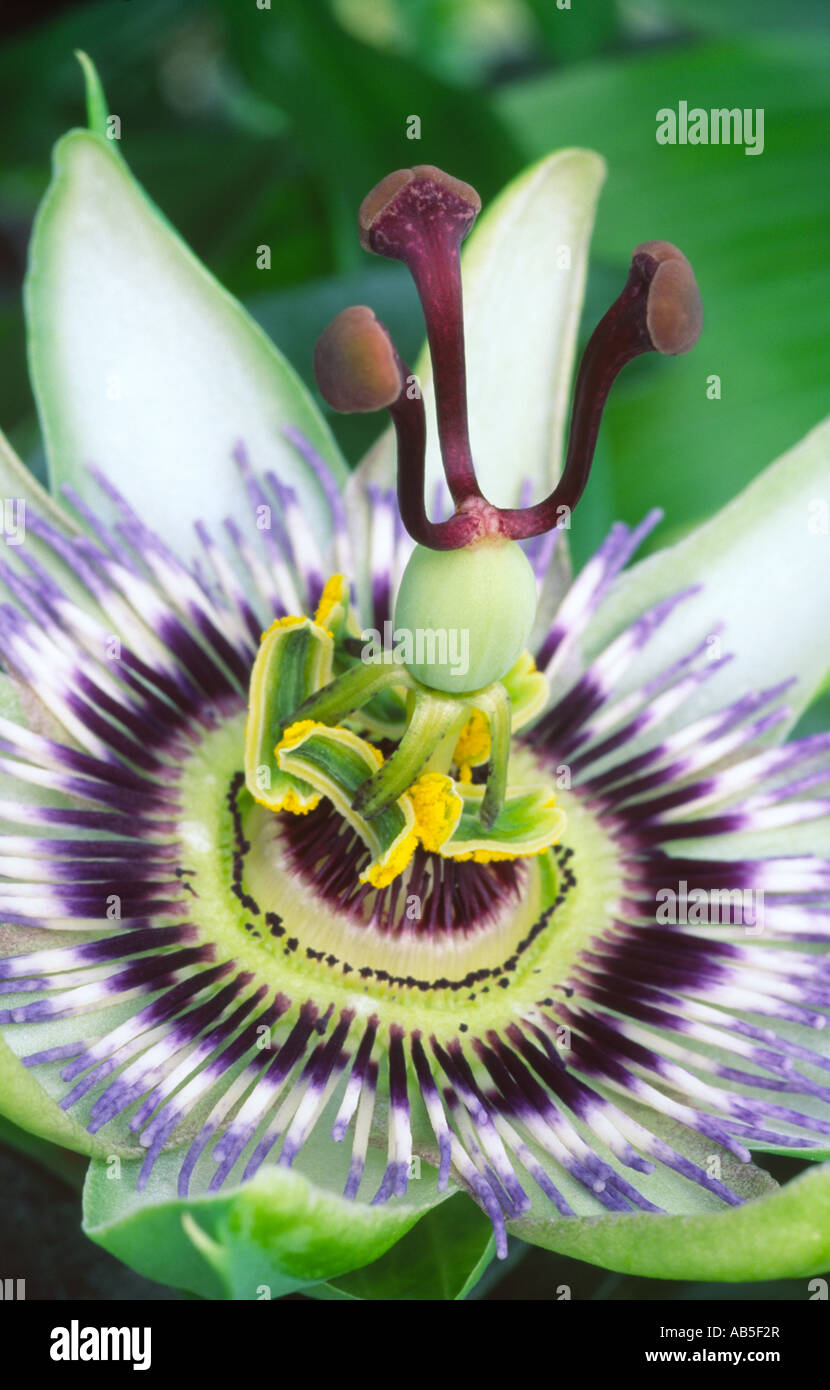 Passion flower Genus Passiflora Species caerulea Dumfries Scotland UK ...