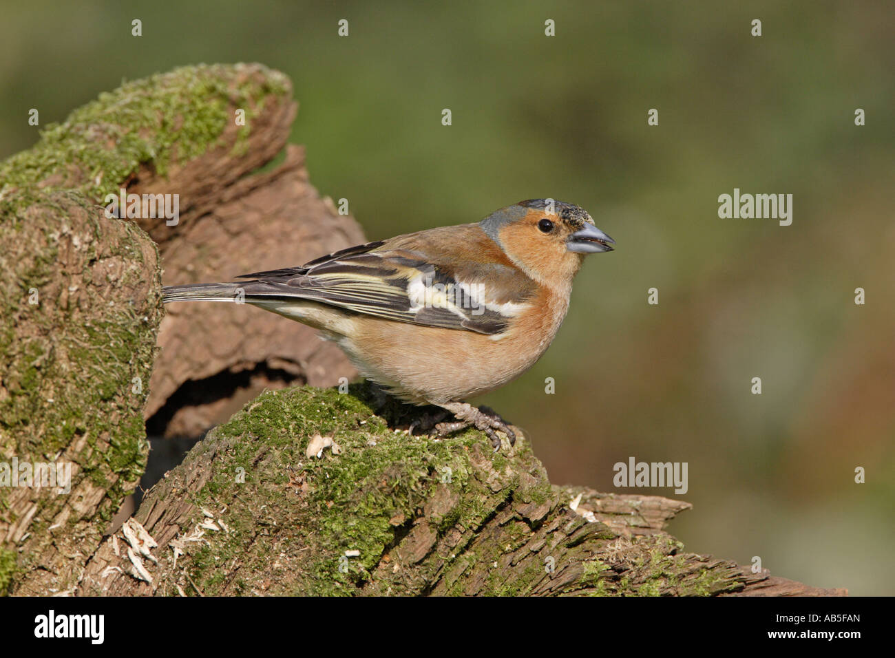 Short tailed finch hi-res stock photography and images - Alamy