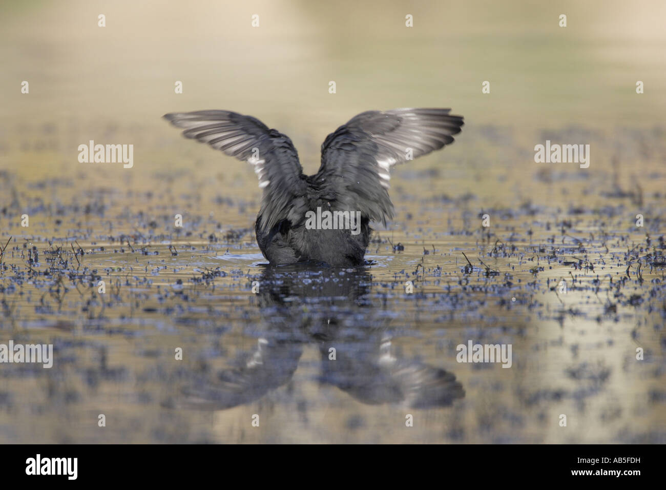Coot Flapping Wings Stock Photo - Alamy