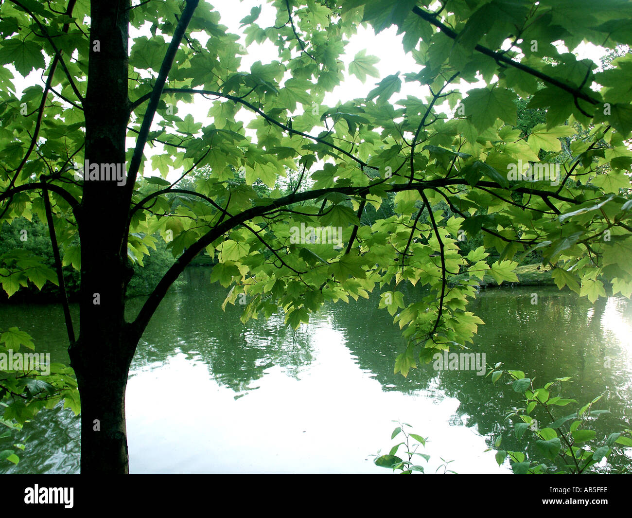 Maple tree beside pond Stock Photo - Alamy