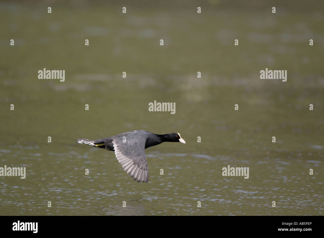 Coot flying over water Stock Photo - Alamy
