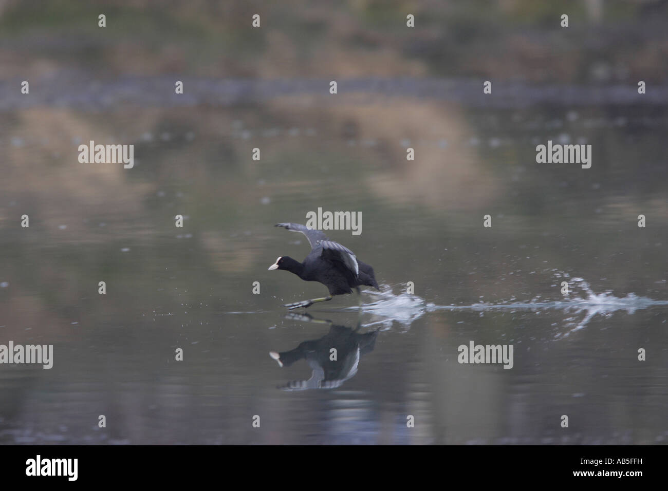 Coot running on water Stock Photo - Alamy