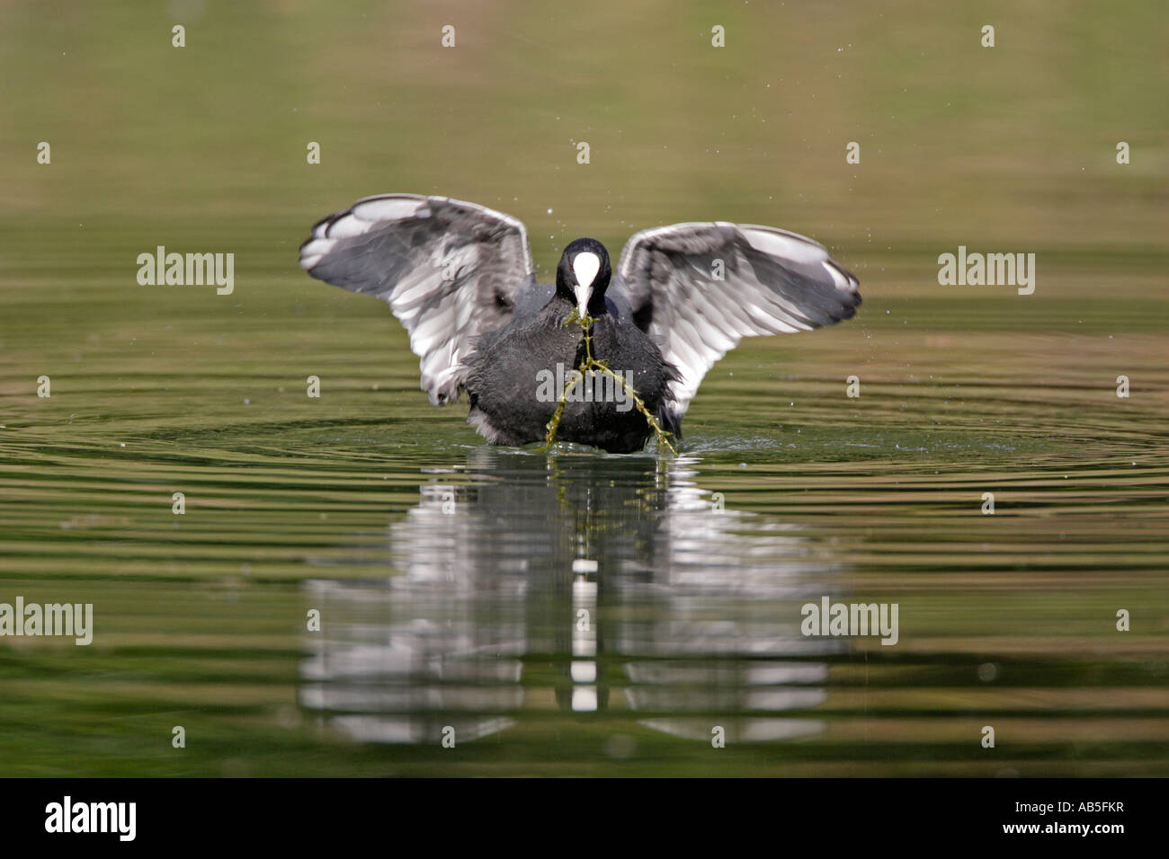 Coot flapping wings with weed Stock Photo - Alamy