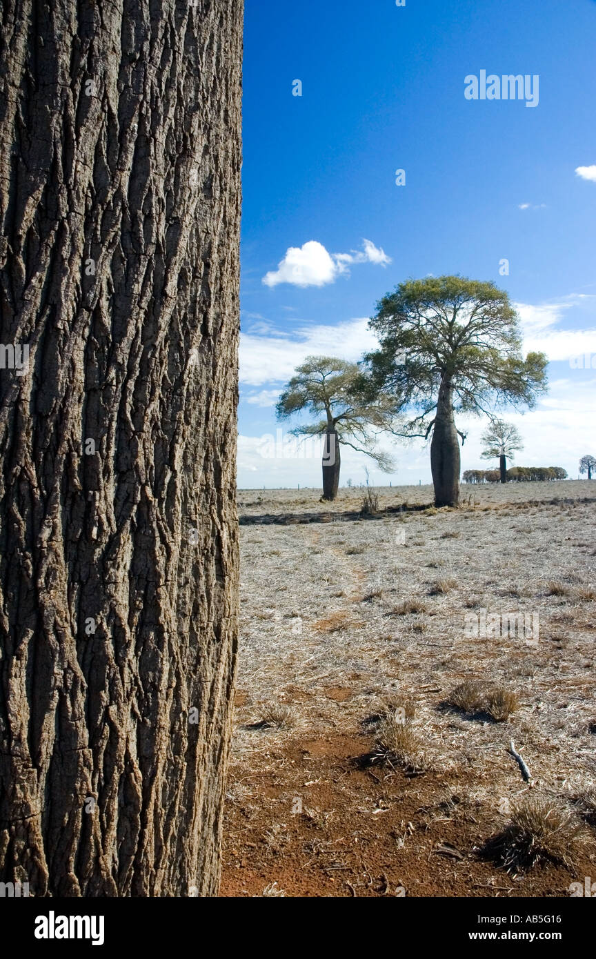 Australian boabab hi-res stock photography and images - Alamy