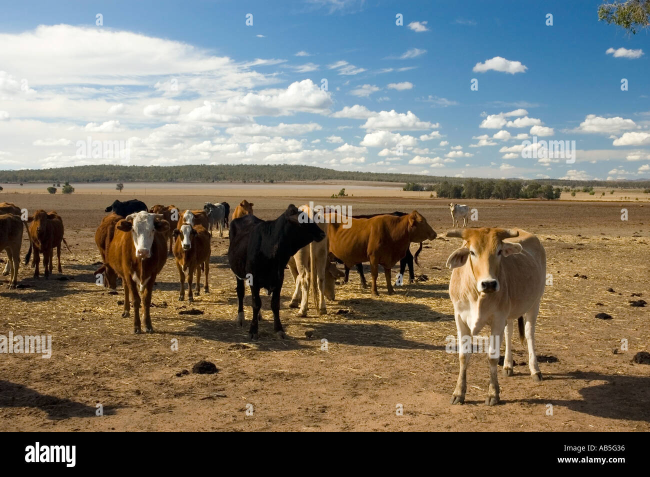 Cattle in outback Queensland, Australia. 3575 Stock Photo - Alamy