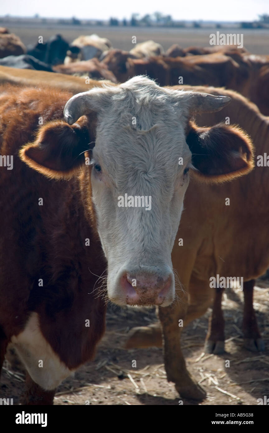 Cattle in outback Queensland, Australia. 3585 Stock Photo - Alamy