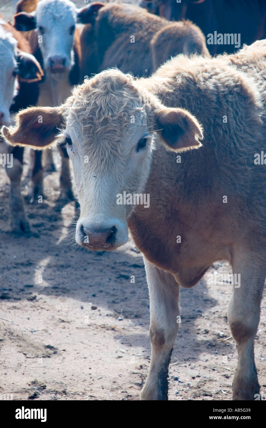 Cattle in outback Queensland, Australia. 3586 Stock Photo - Alamy