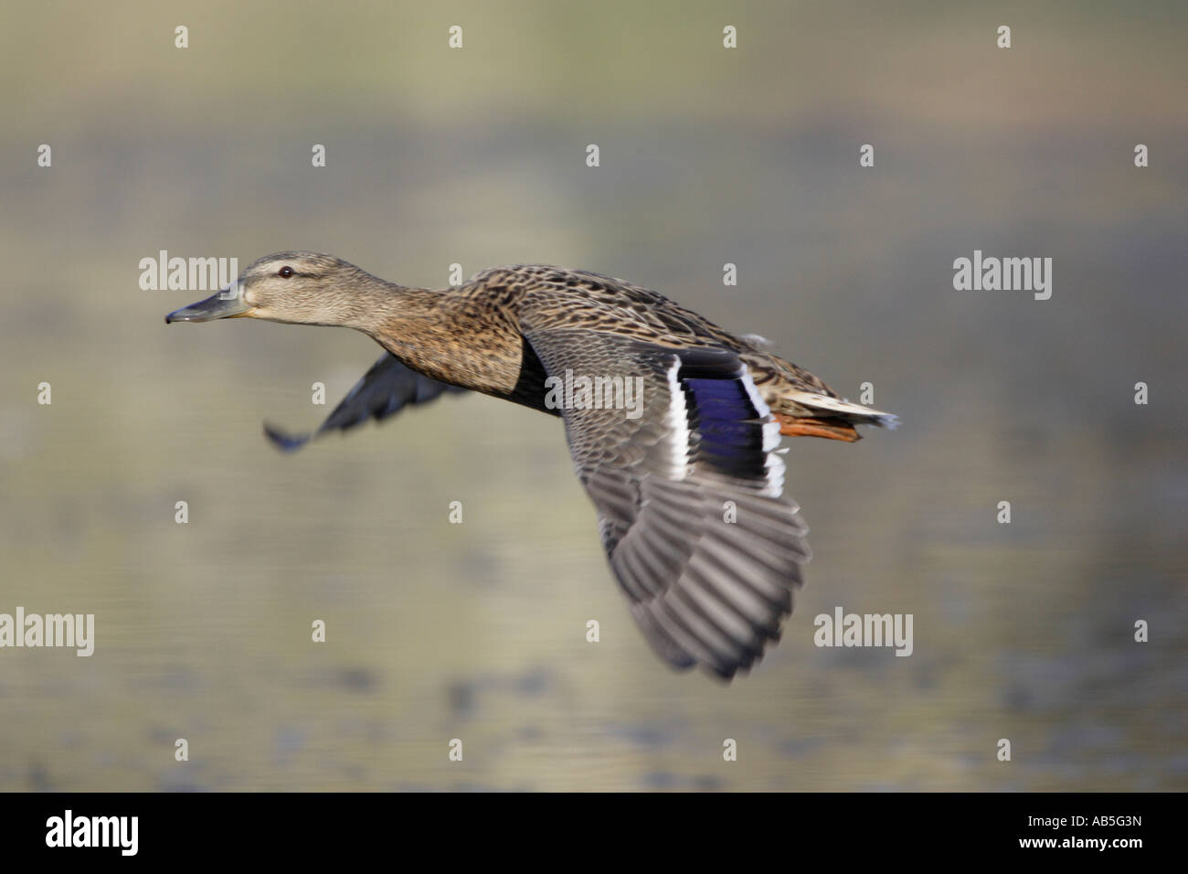 Mallard flying hi-res stock photography and images - Alamy