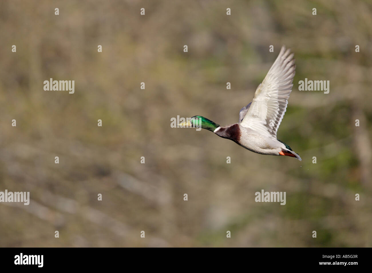 Mallard Flying High Resolution Stock Photography and Images - Alamy