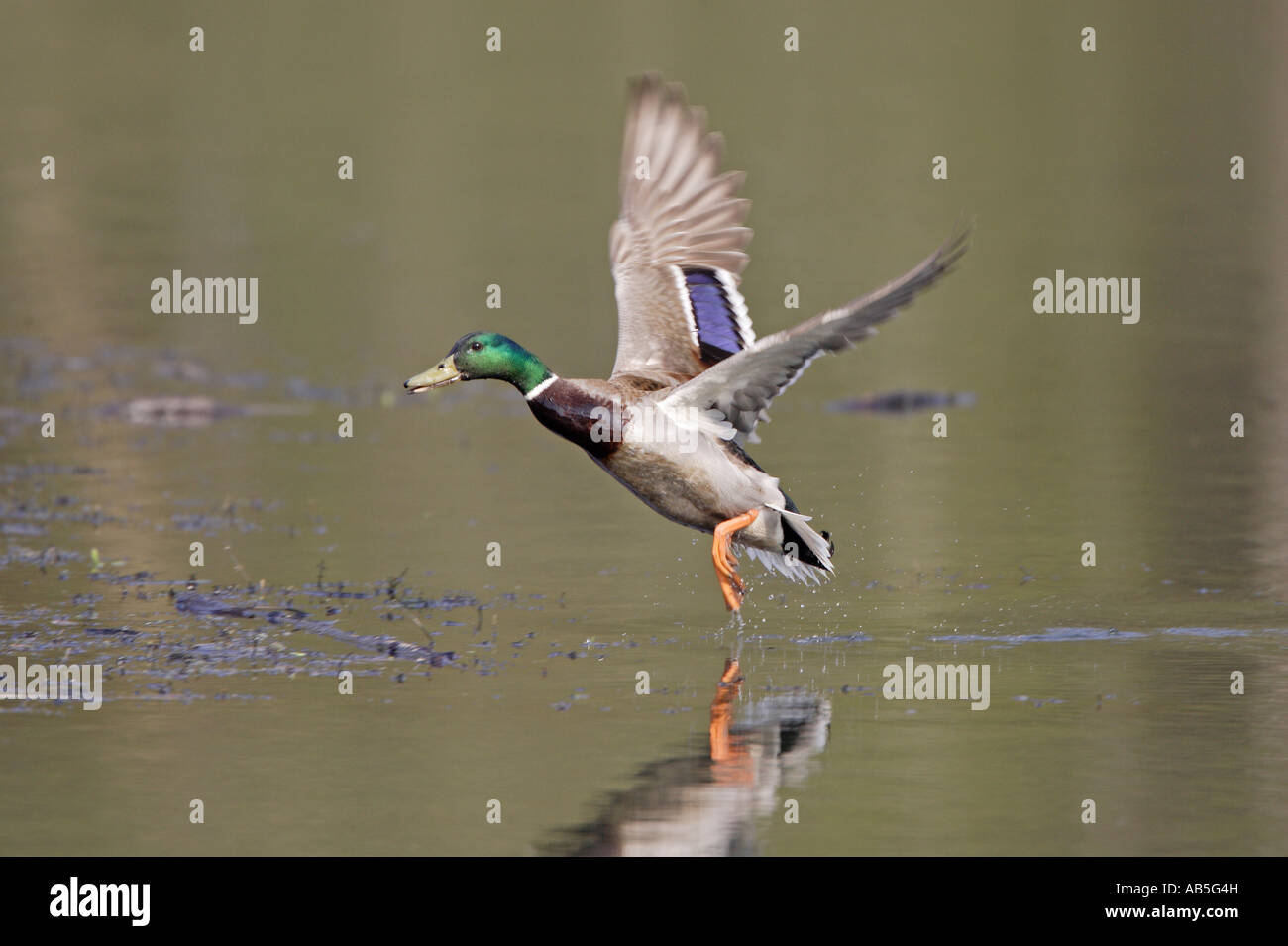 Male Mallard flying Stock Photo - Alamy