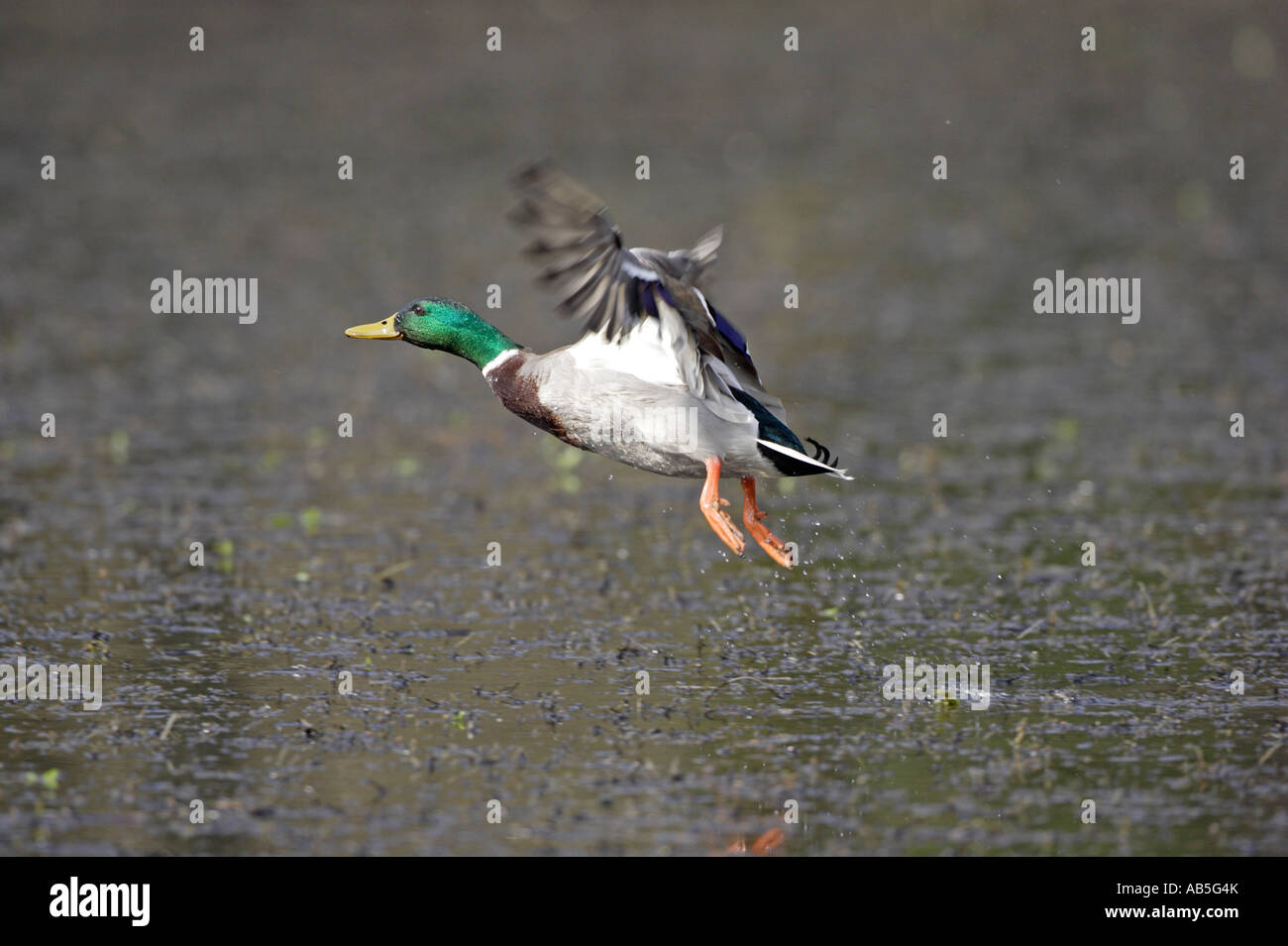 Mallard Flying High Resolution Stock Photography and Images - Alamy