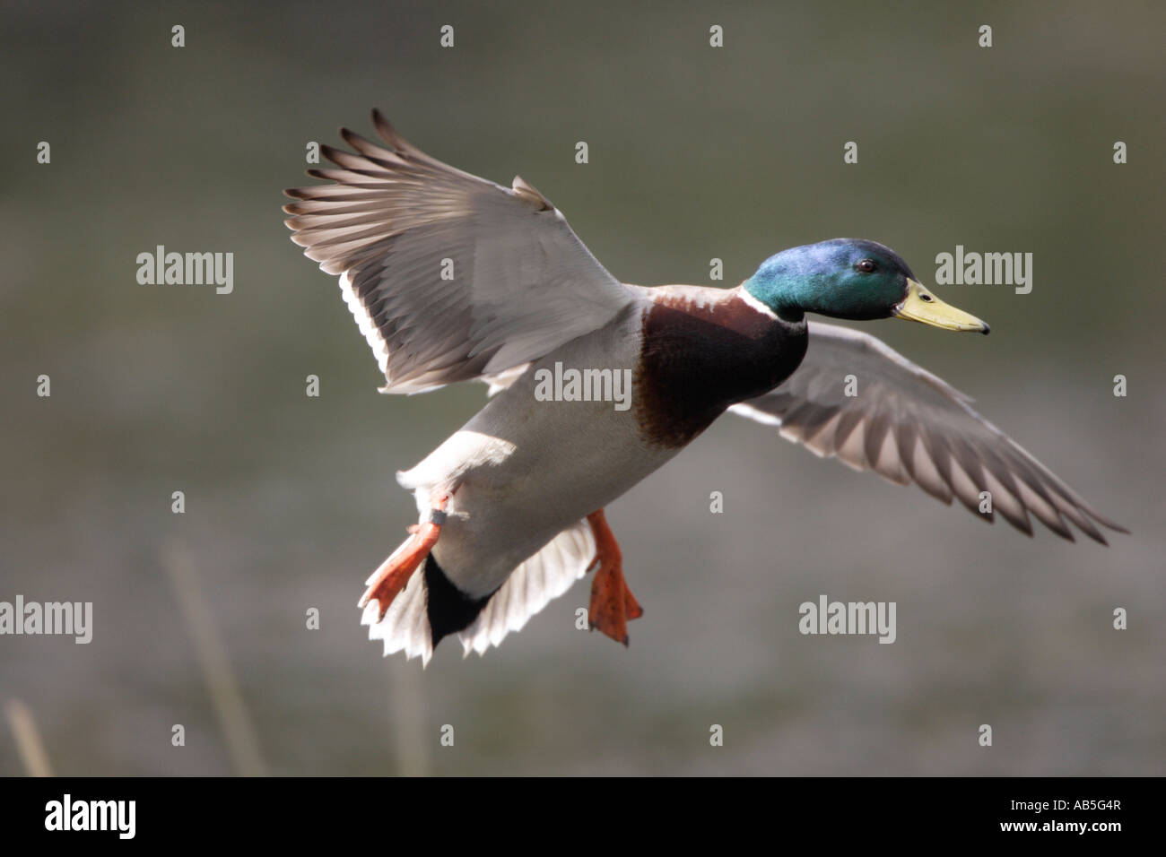 Male Mallard flying Stock Photo - Alamy