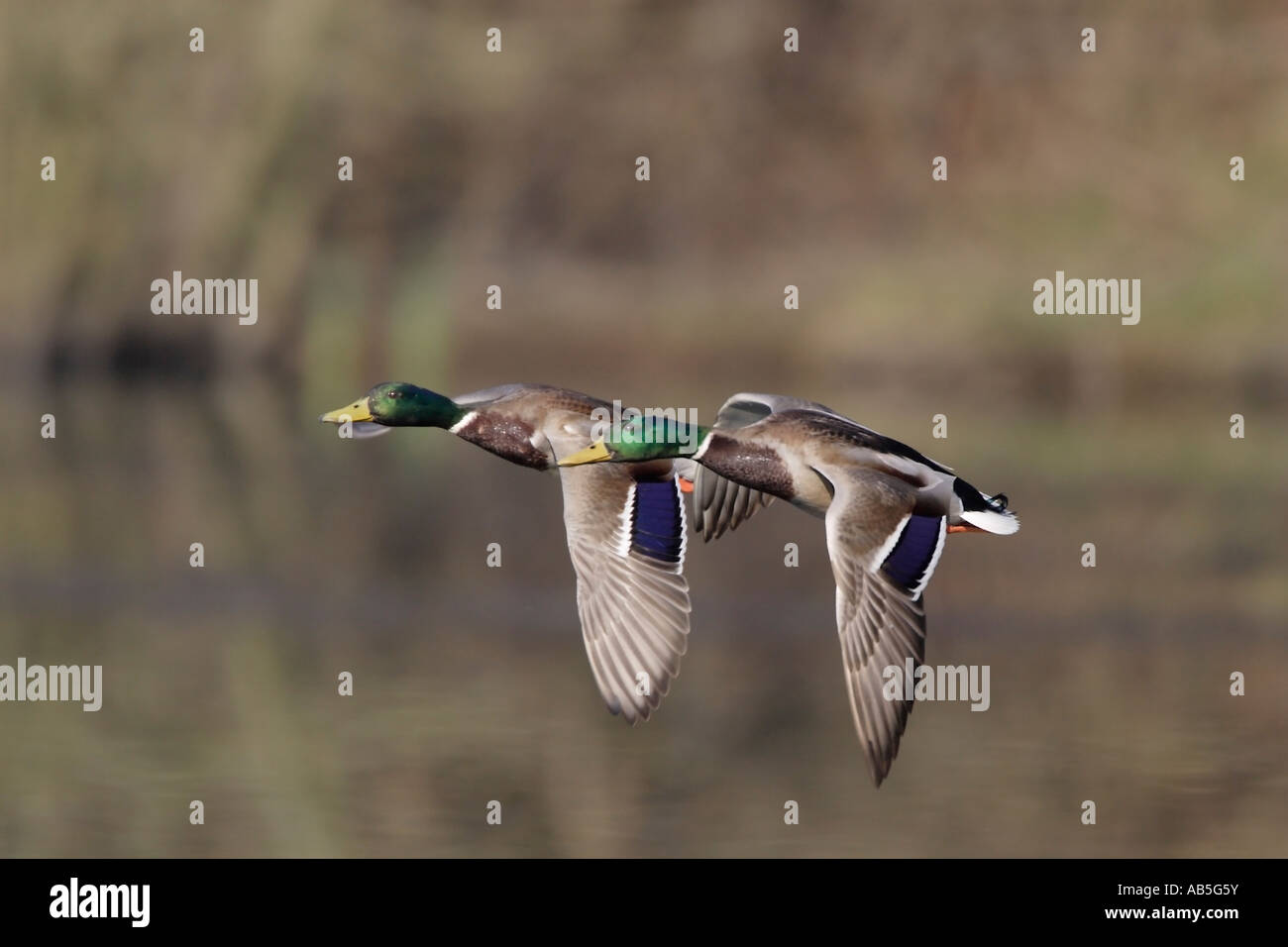 A pair of Drake Mallards flying Stock Photo - Alamy
