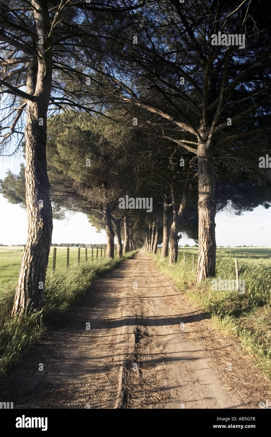 long straigth narrow road Stock Photo - Alamy