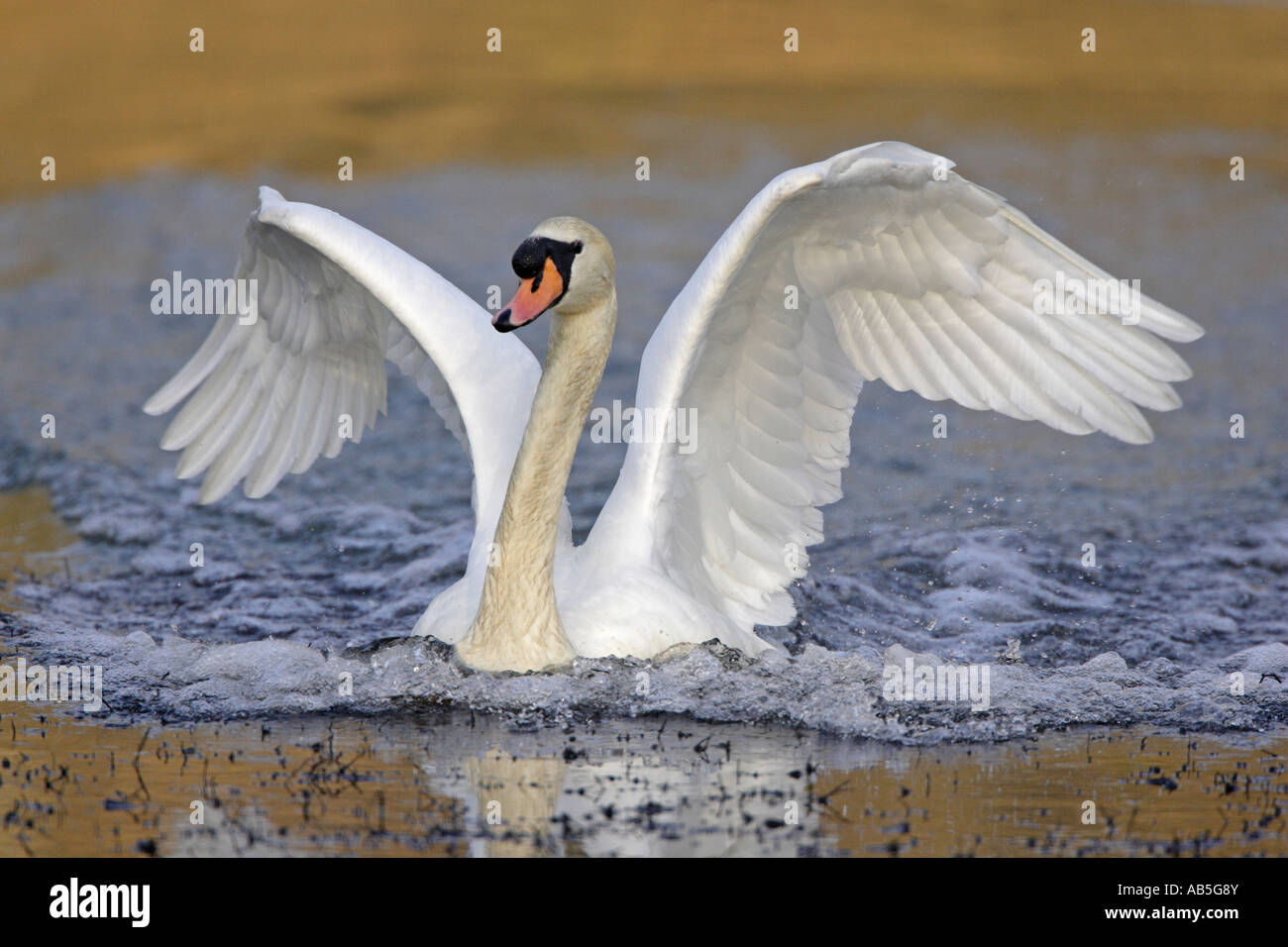 Swan landing hi-res stock photography and images - Alamy