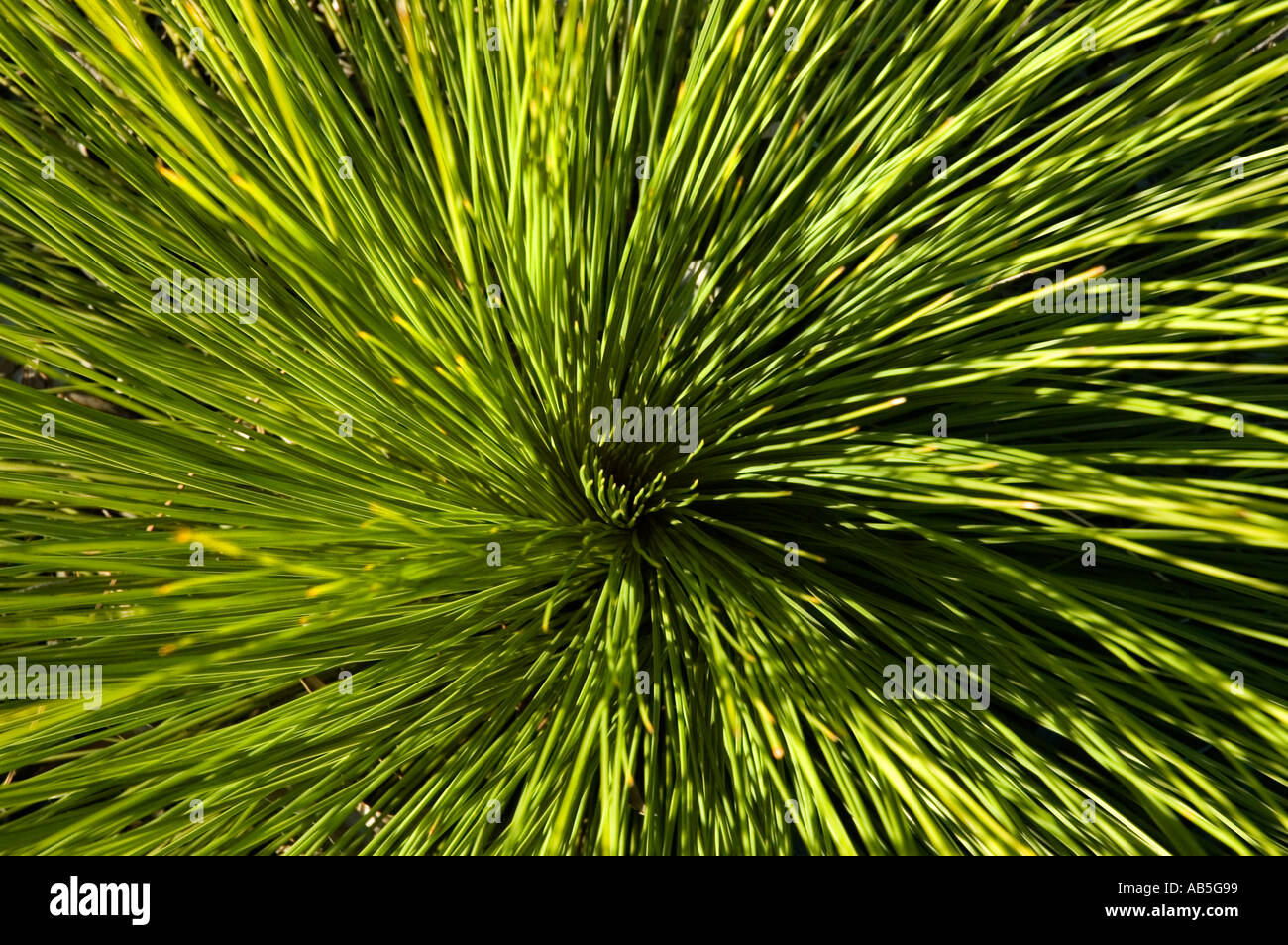 Isla Gorge, outback Queensland, Australia. 3520 Xanthorrhoea species ...