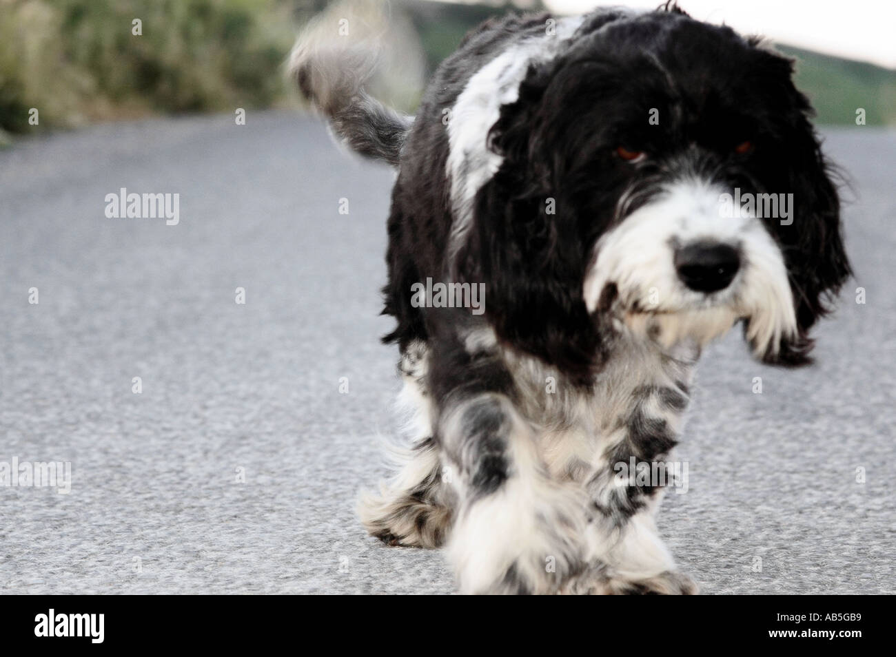 Patchy dog hi-res stock photography and images - Alamy