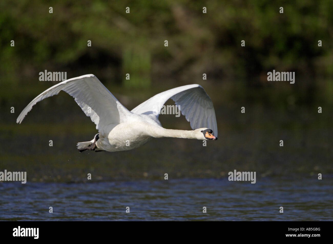 Swan flying hi-res stock photography and images - Alamy