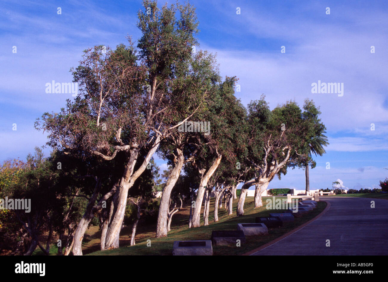unit markers and Paper Bark trees the Punchbowl U S Military Cemetary ...