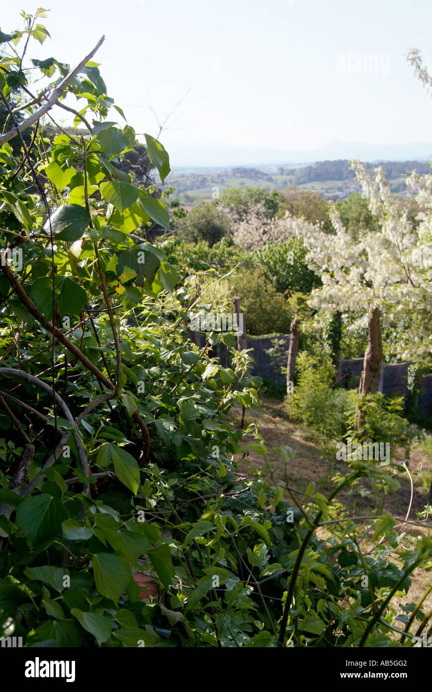 Flora forna hi-res stock photography and images - Alamy