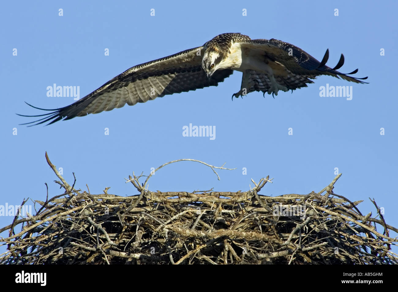 Fledgling Osprey returning to land at nest Stock Photo - Alamy