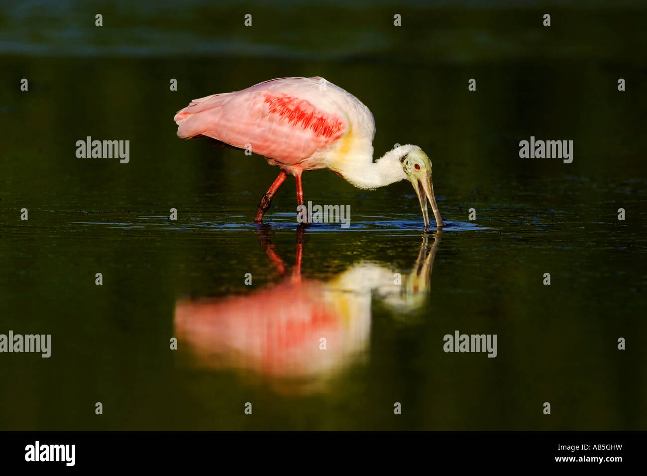 An adult Roseate Spoonbill fishing Stock Photo - Alamy
