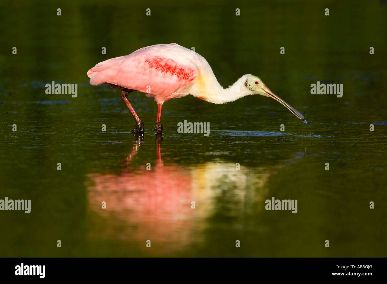 An adult Roseate Spoonbill fishing Stock Photo - Alamy