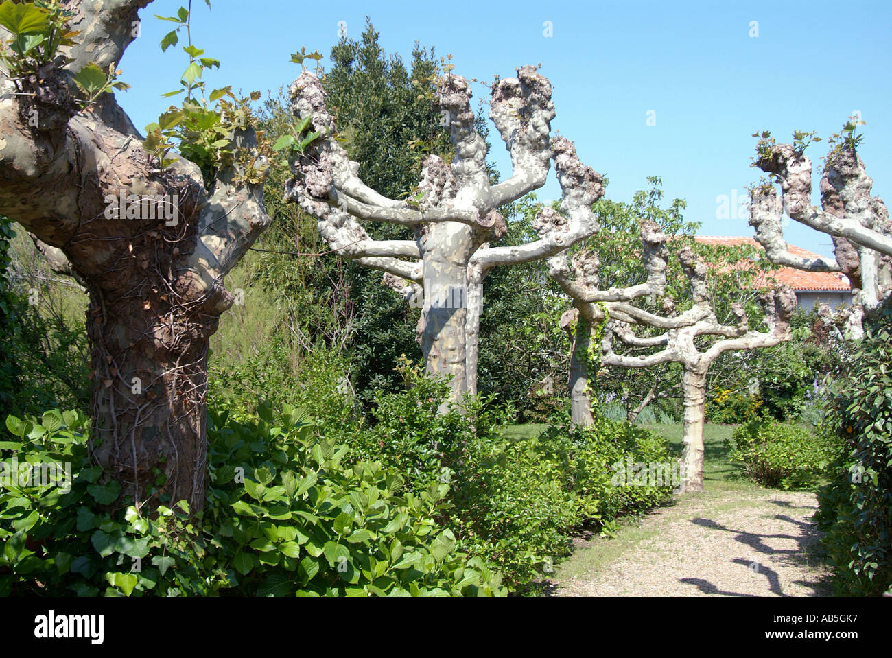 Plain, trees, in, the south, of, France, French, south, of, France ...