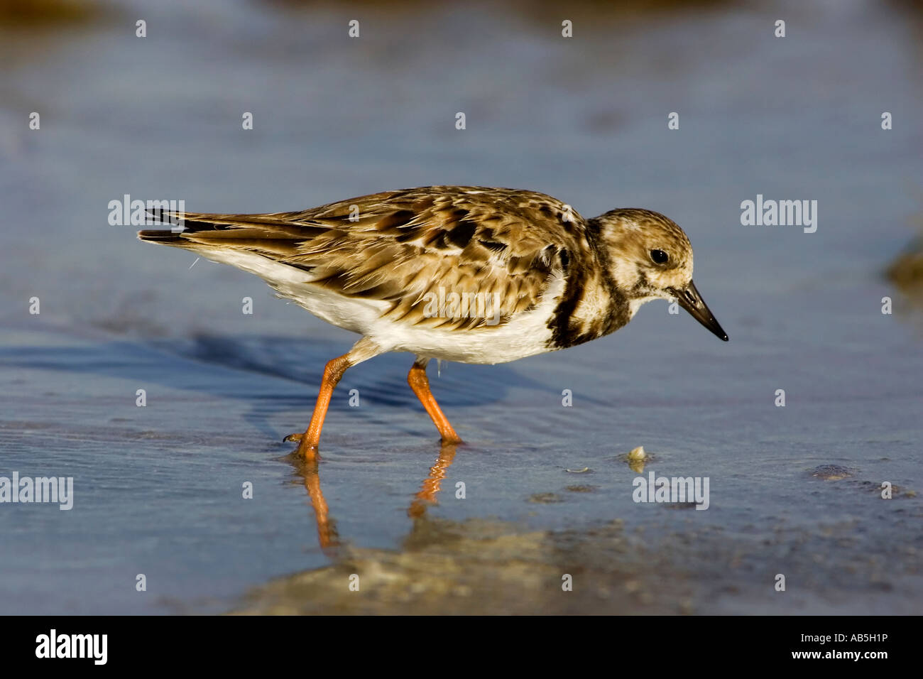 An adult Turnstone Ruddy Turnstone in winter plumage foraging along the ...