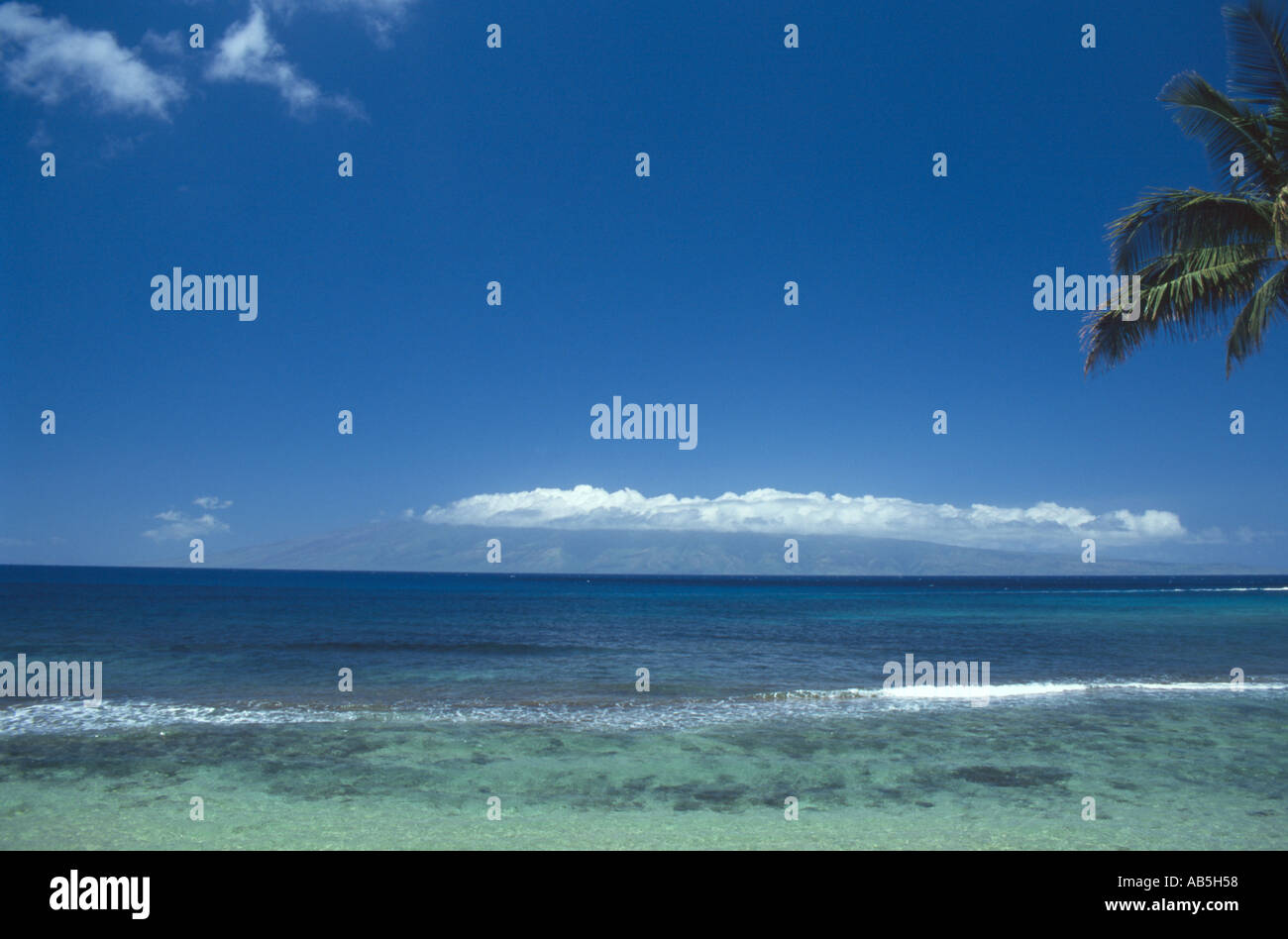 Heads of coral hi-res stock photography and images - Alamy