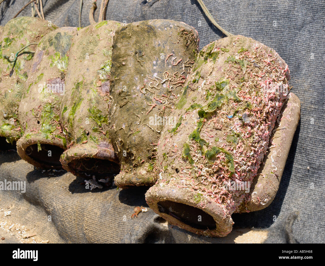 BARNACLE ENCRUSTED CLAY CRAB POTS hung upside down in a row to dry ...