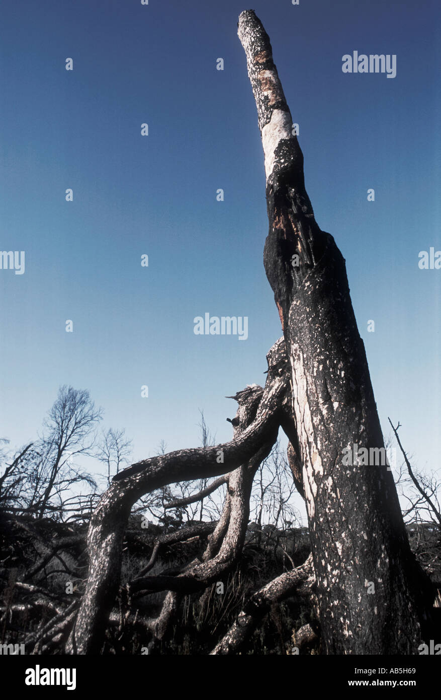 burned trees after pine wood fire castel fusano italy Stock Photo - Alamy