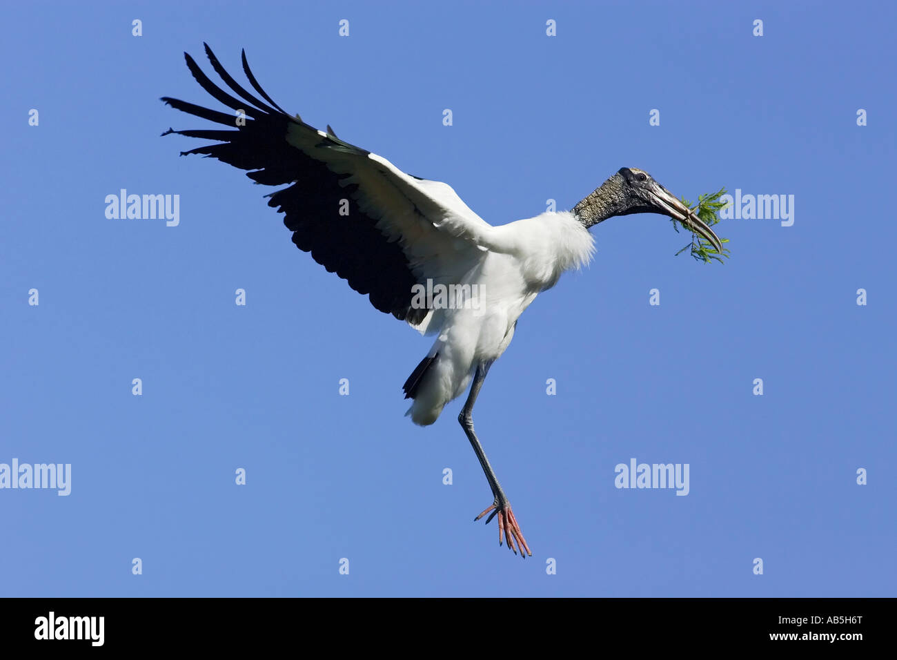 An adult Wood Stork in flight with nesting material Stock Photo - Alamy