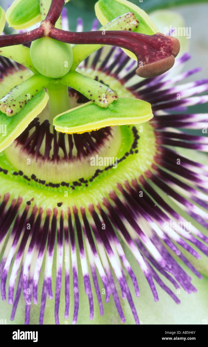 Passion flower Genus Passiflora Species caerulea Dumfries Scotland UK ...