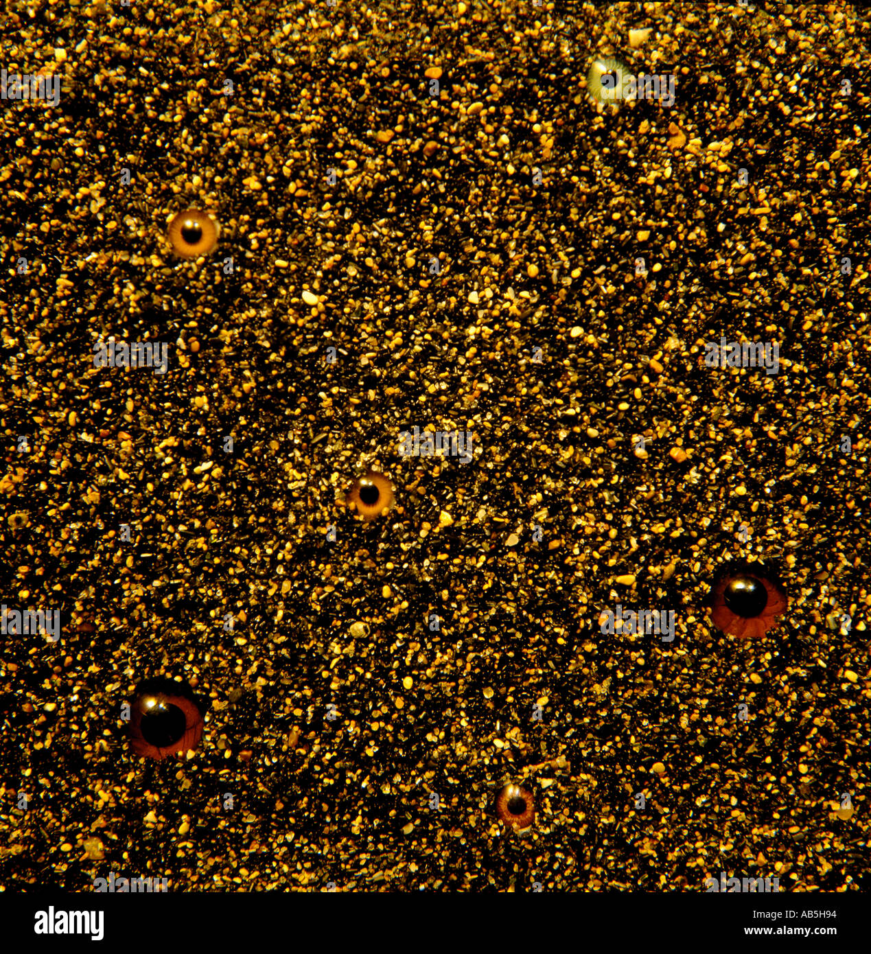 eyes hidden in the sand Stock Photo - Alamy