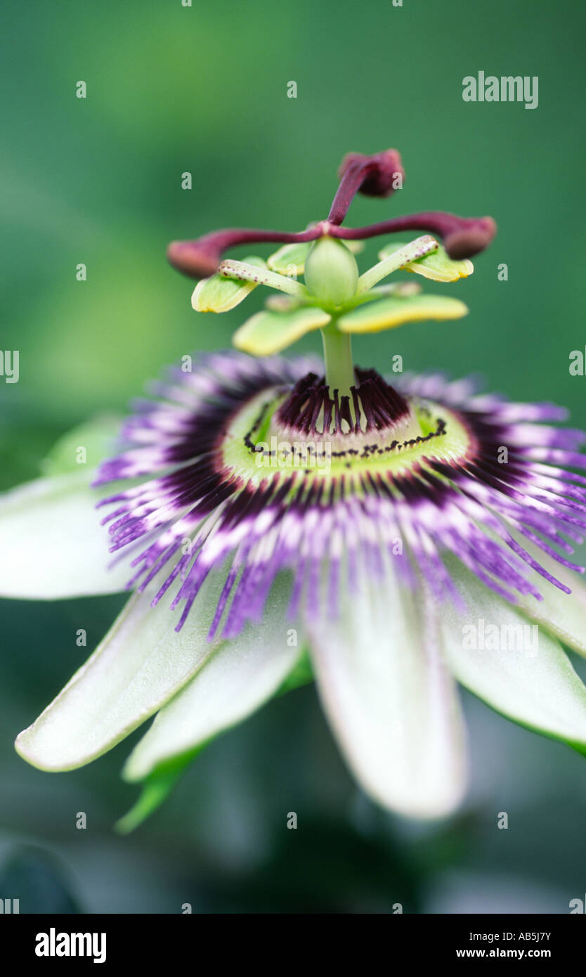 Passion flower Genus Passiflora Species caerulea Dumfries Scotland UK ...