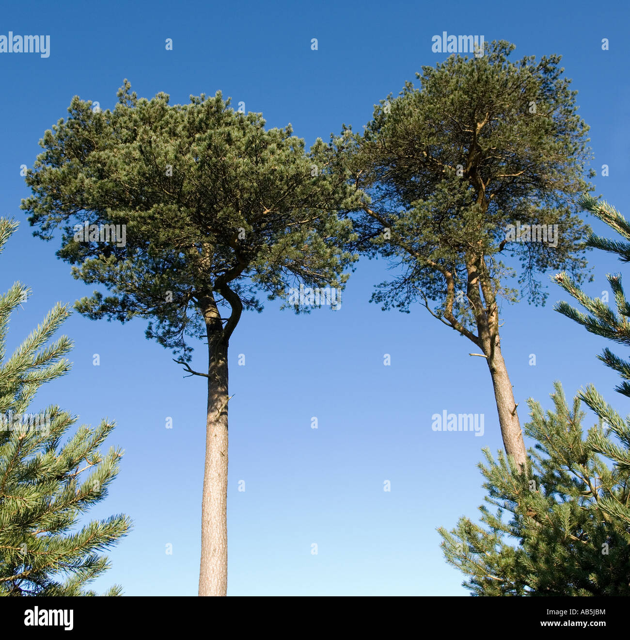 Trees, clent, england Stock Photo - Alamy