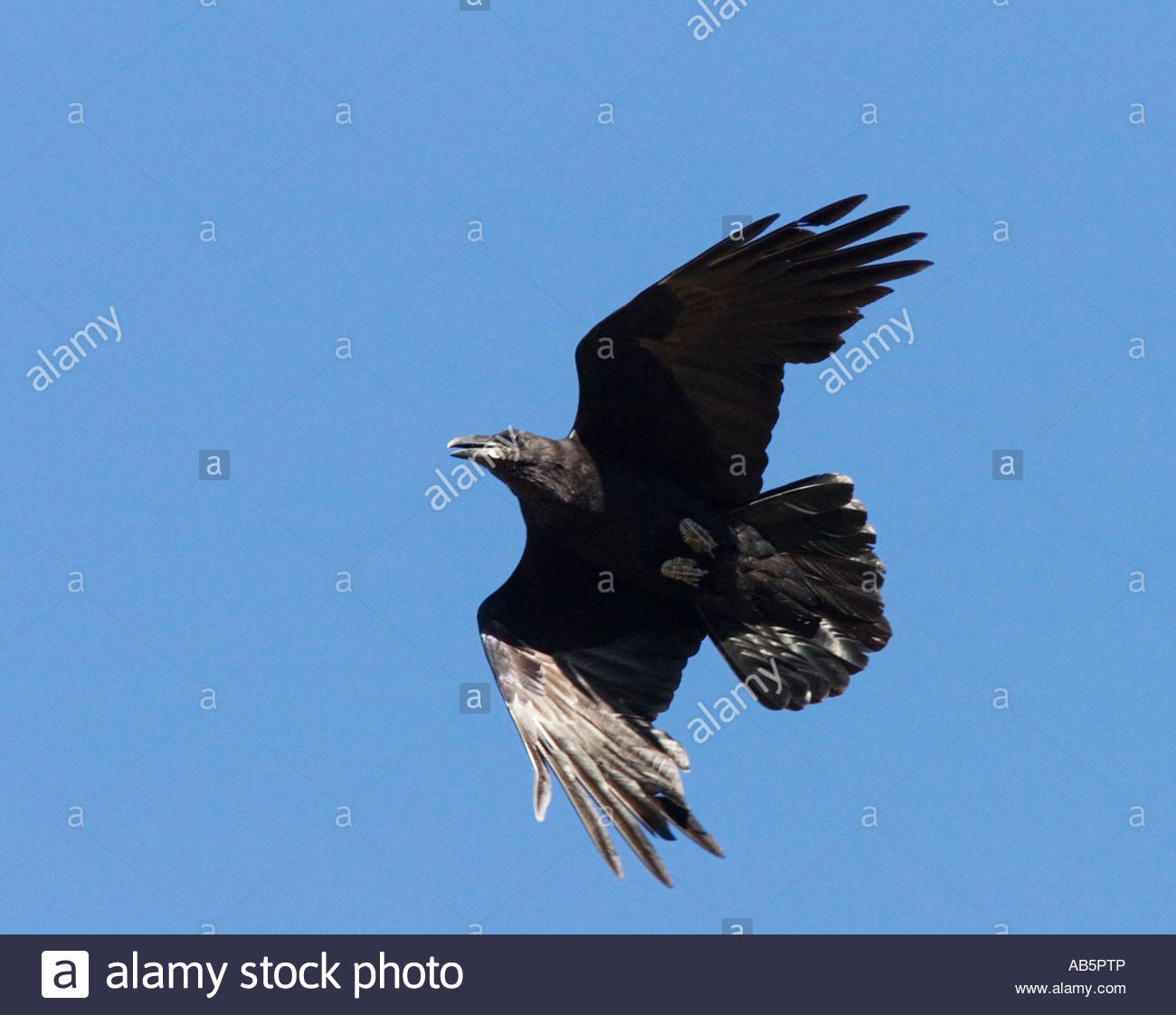 Raven Flying Stock Photos & Raven Flying Stock Images - Alamy