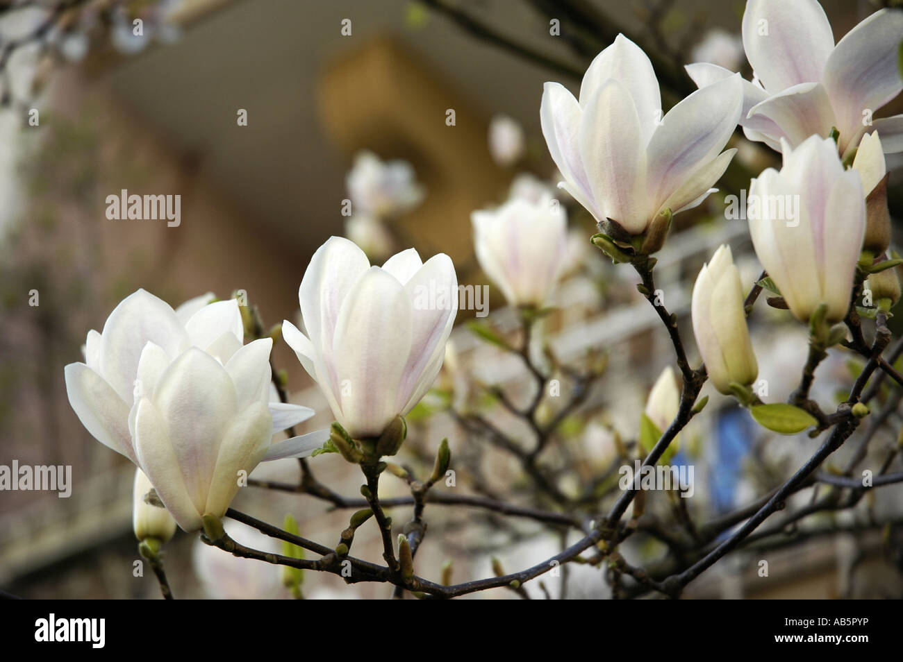 Magnolia in bloom Stock Photo - Alamy