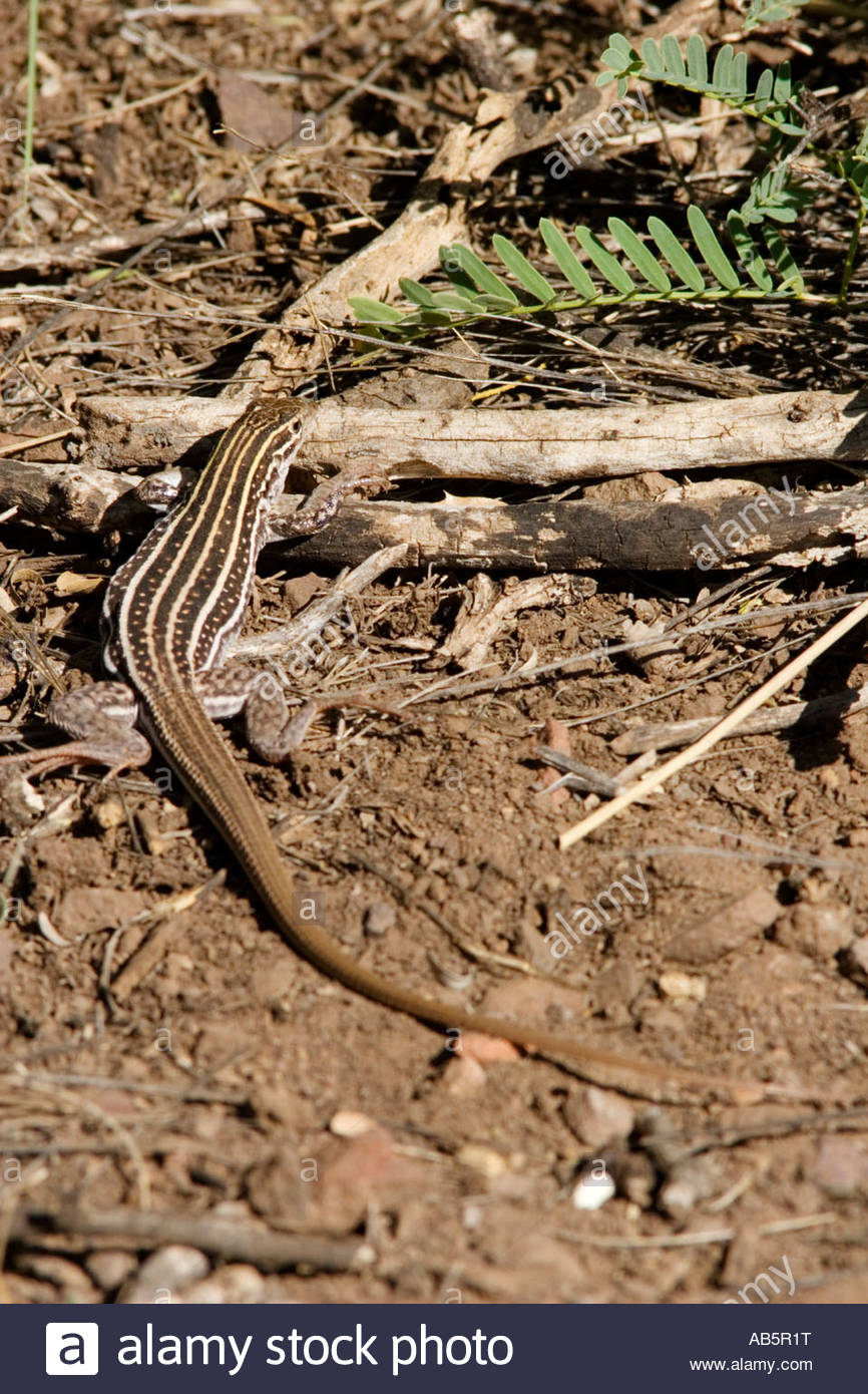 Whiptail Lizard, New Mexico High Resolution Stock Photography and ...