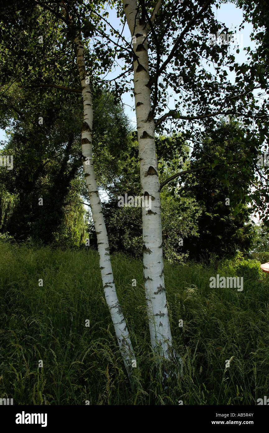 Botany trees betulaceae birch hi-res stock photography and images - Alamy