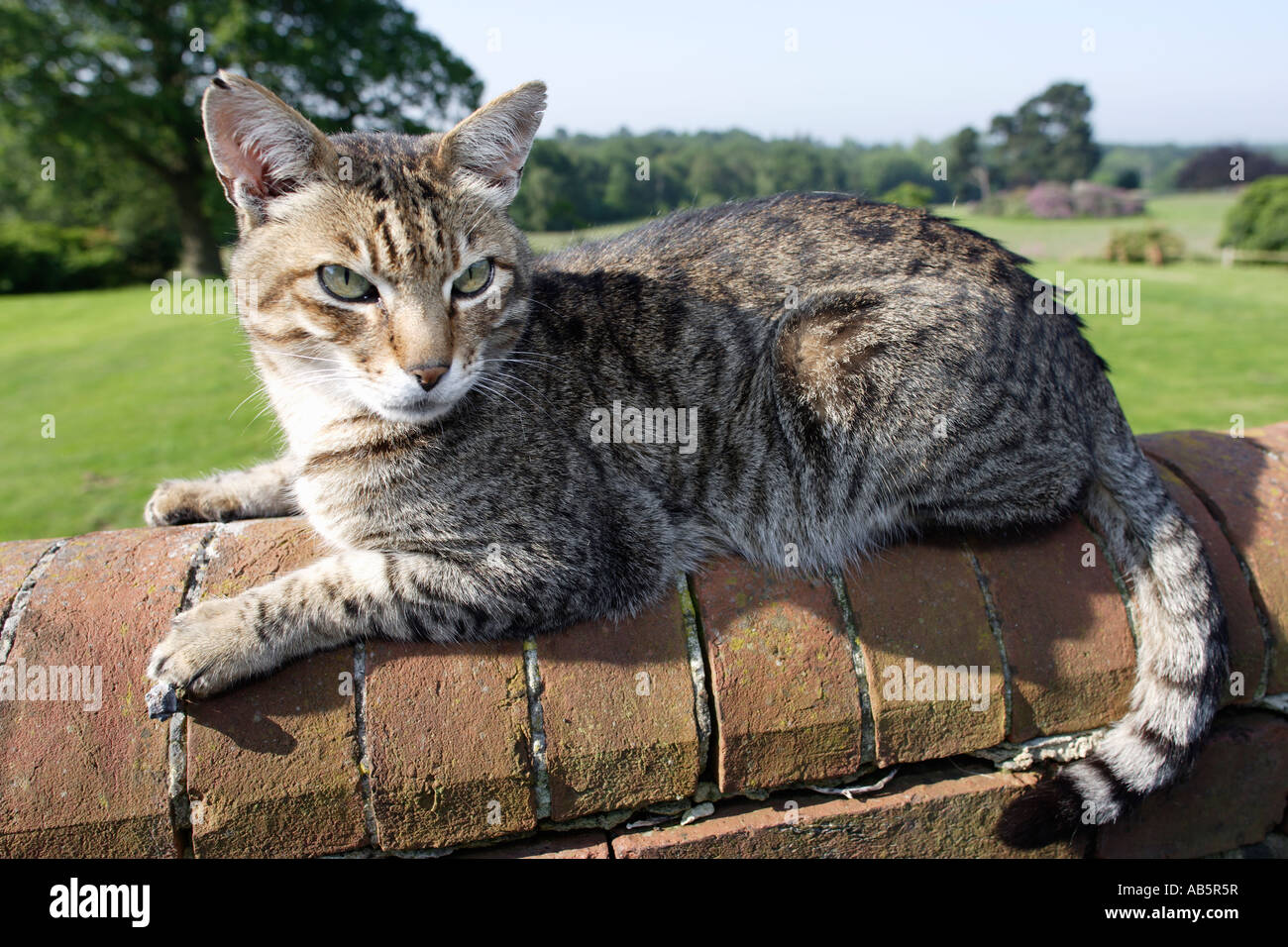 Tabby cat on a brick wall Stock Photo - Alamy
