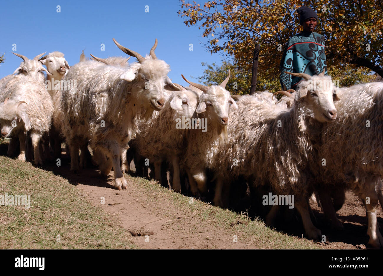 Herd of goats in Lesotho Stock Photo - Alamy