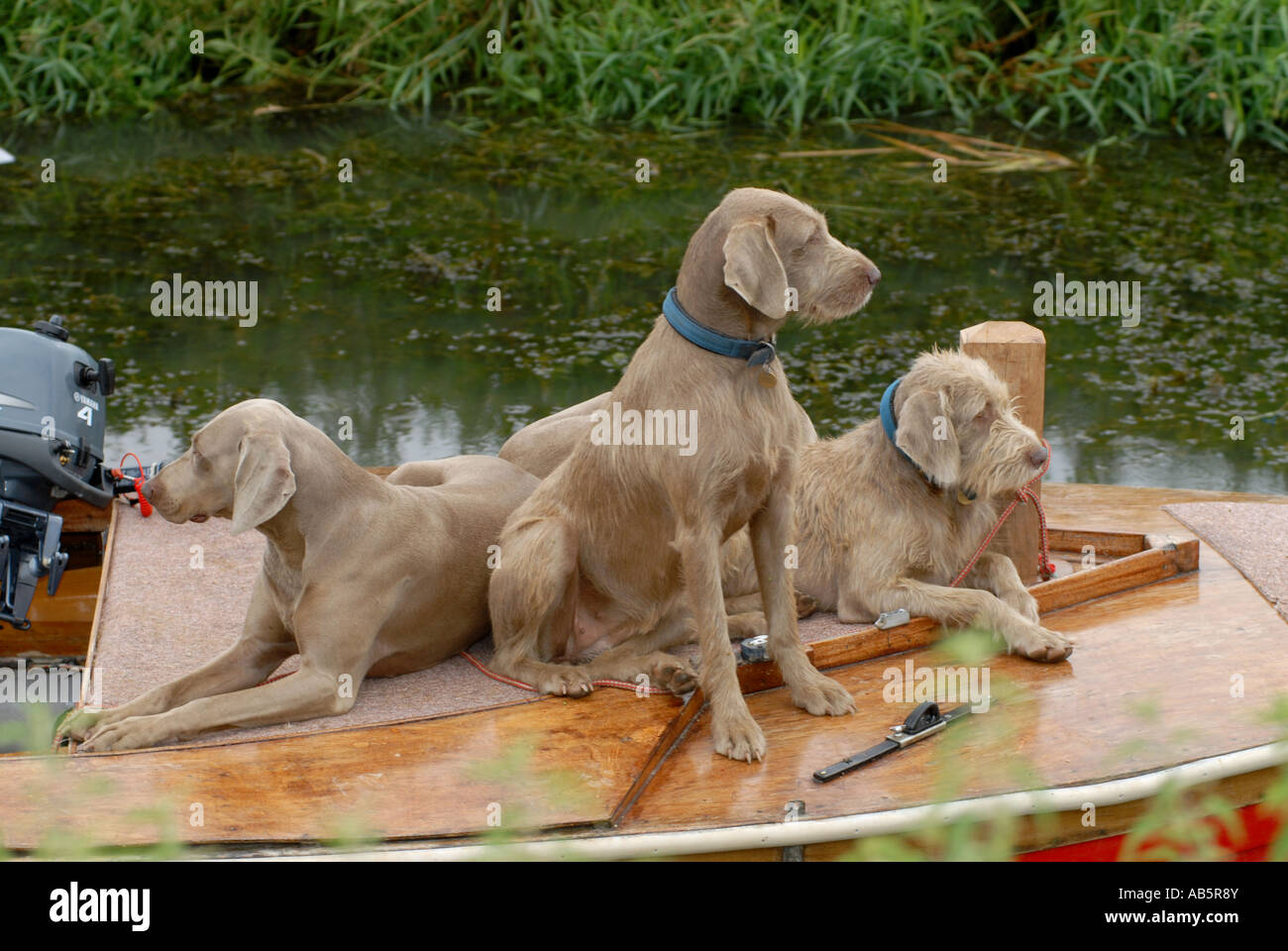 Dogs on boat on river Stock Photo - Alamy